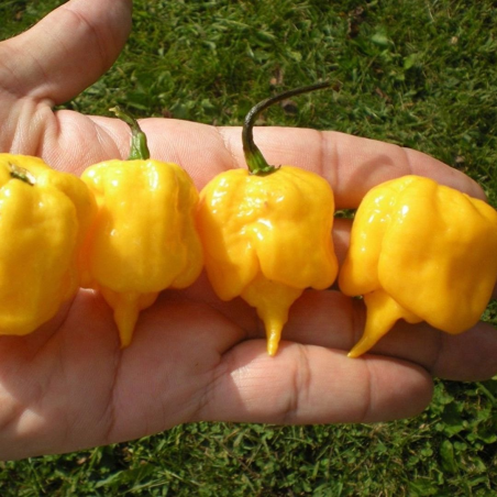 Yellow Carolina Reaper