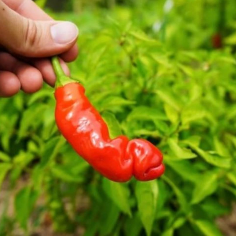 Peter Pepper