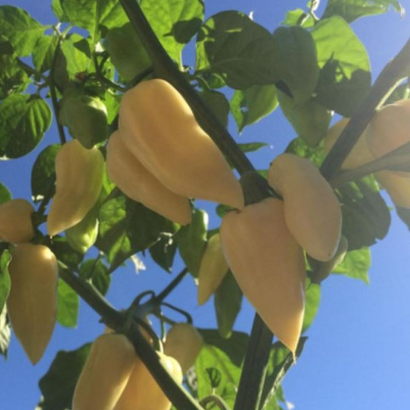 Naga White 10 seeds