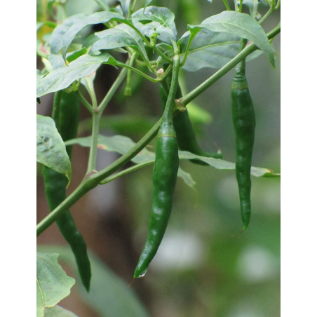 Kacha Morich Seeds (কাঁচা মরিচ) - 10 Seeds | Bangladeshi Green Chili