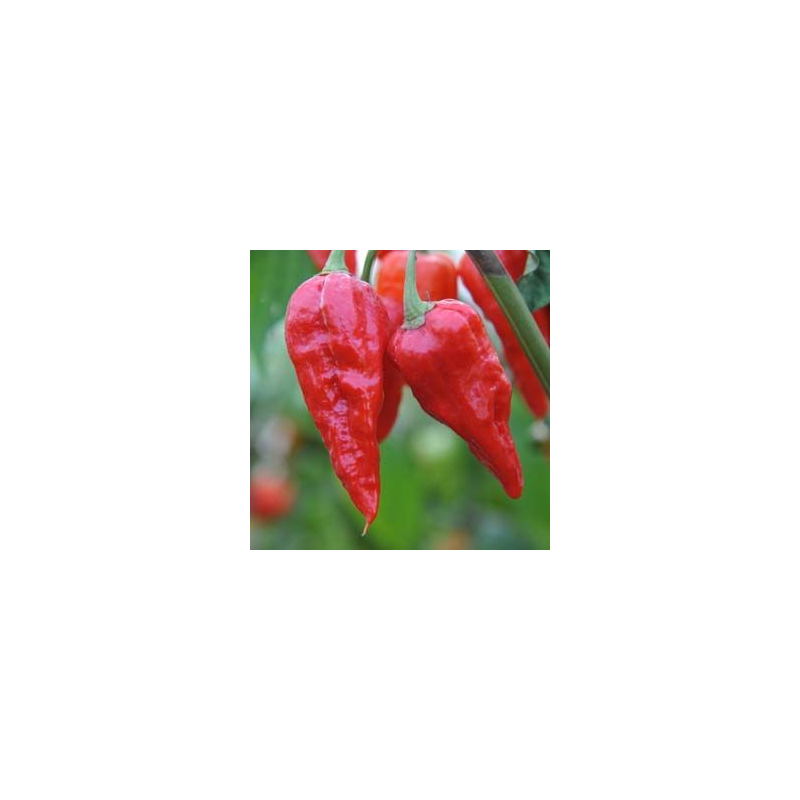Naga Morich 10 seeds