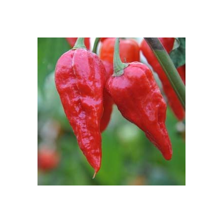 Naga Morich 10 seeds