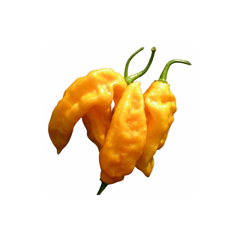 Bhut Jolokia Orange