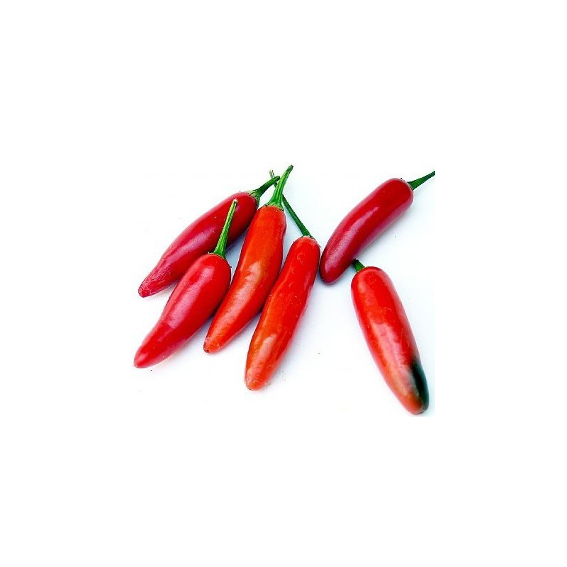 Serrano Pepper Seeds - 10 Seeds | Authentic Mexican Heat