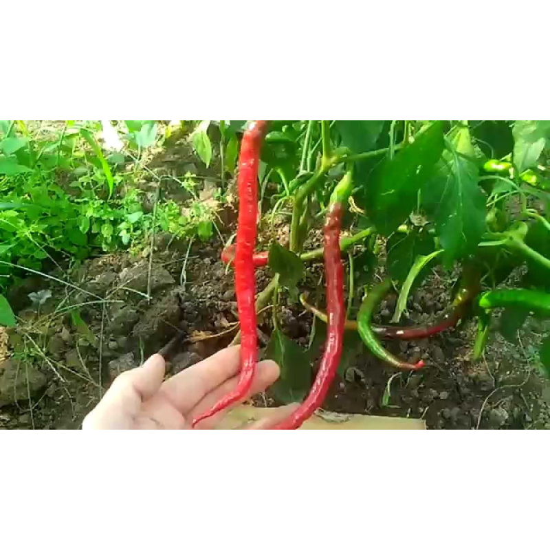Cayenne Slim Pepper Seeds - 10 Seeds | For Authentic Cayenne Powder