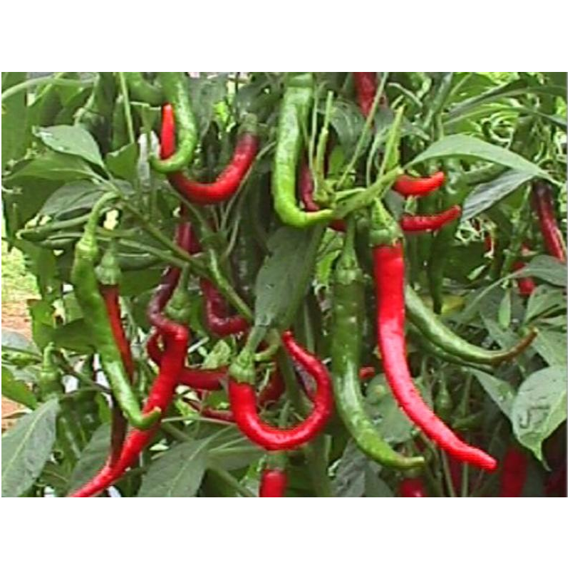 Cayenne Slim Pepper Seeds - 10 Seeds | For Authentic Cayenne Powder