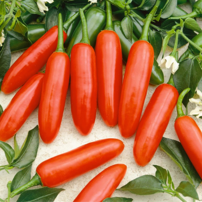 Serrano Pepper Seeds - 10 Seeds | Authentic Mexican Heat