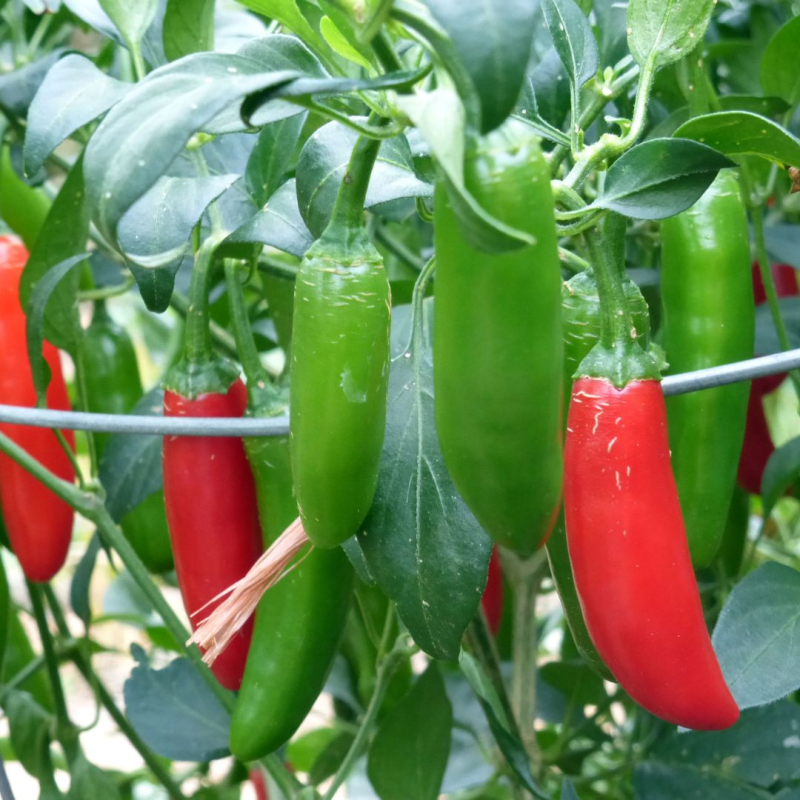 Serrano Pepper Seeds - 10 Seeds | Authentic Mexican Heat